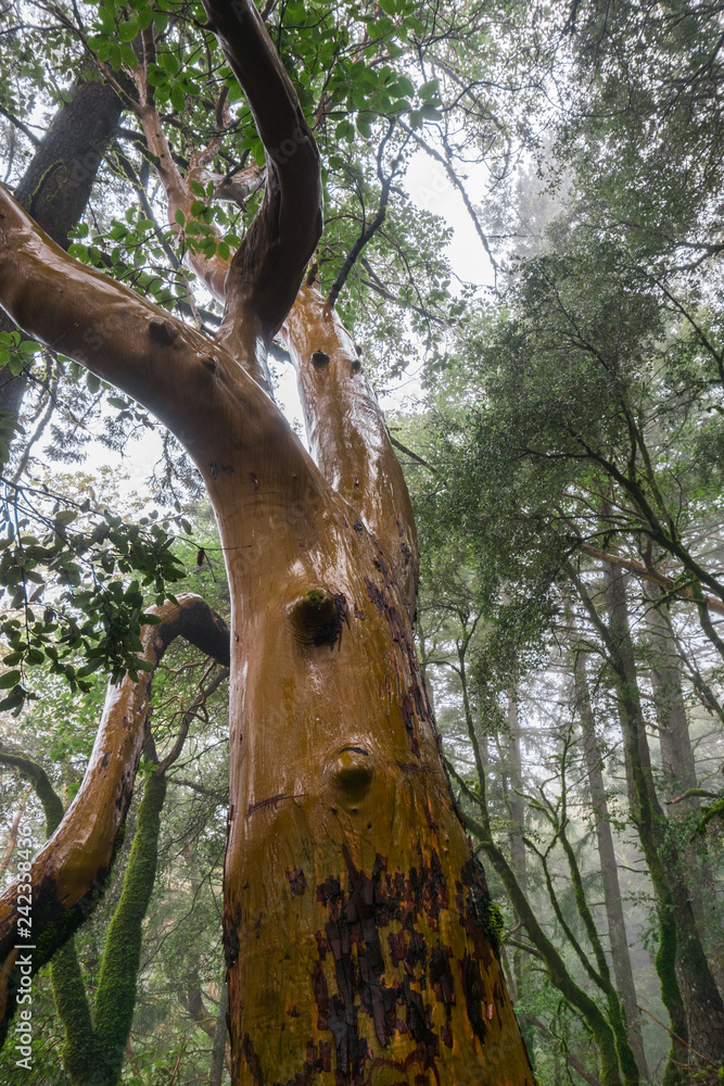Wet Madrone trees (Arbutus menziesii) tree trunk on a rainy day, Castle ...
