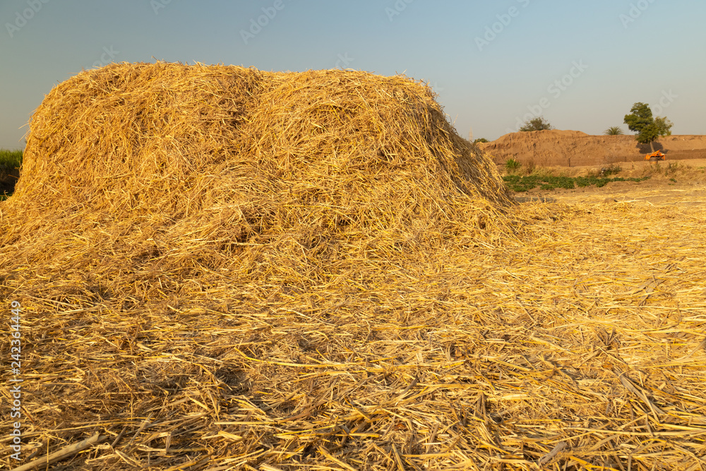 Bales of hay. Pile of paddy straw after the paddy have been removed ...
