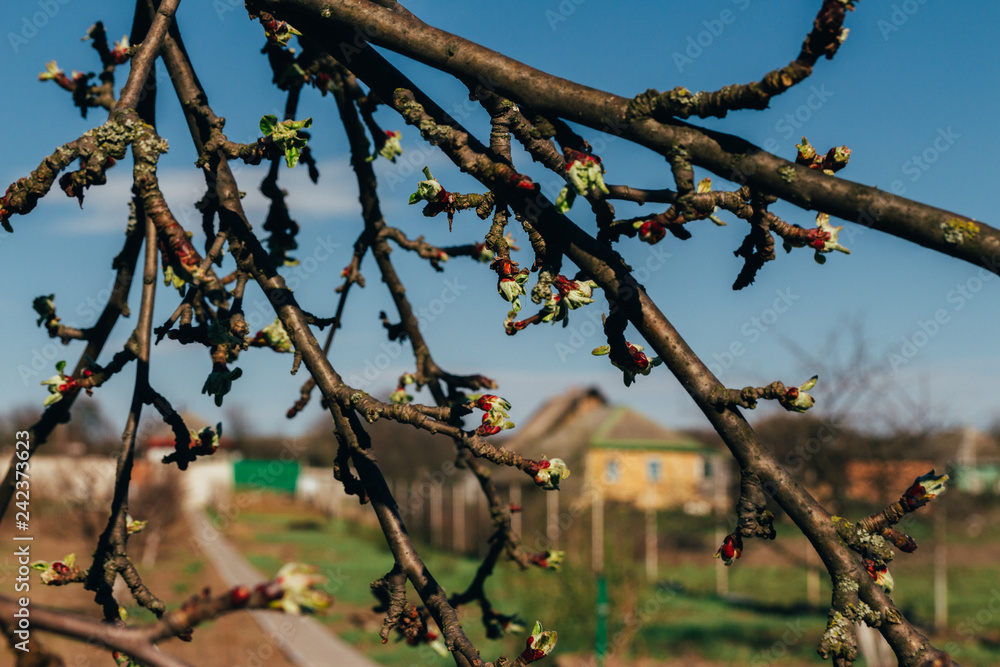 apple branch, with green leaves, new leaves, bud, buds, apple blossoms ...