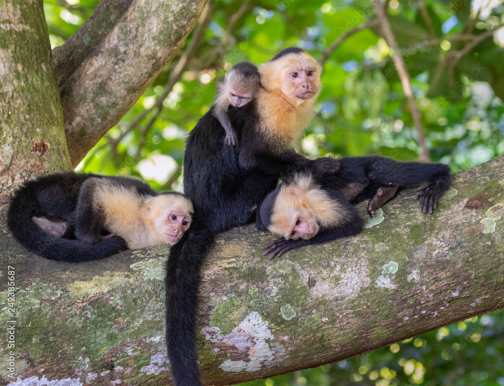 White-headed capuchin (Cebus imitator) family, female with three young ...