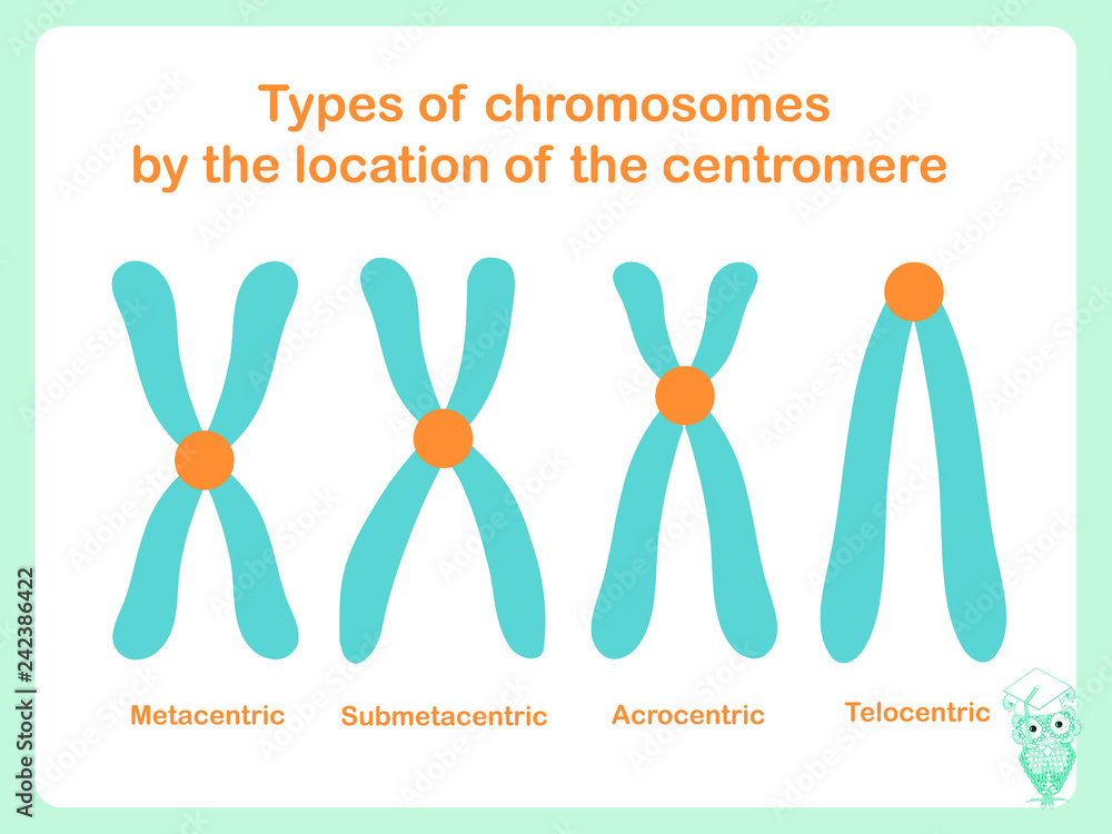 Chromosome type of according position of centromere: metacentric ...