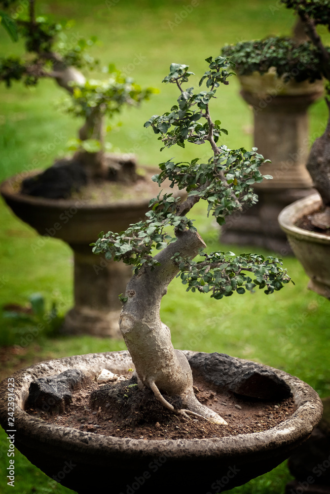 Bonsai Tree in a Garden in Bali Indonesia. Bonsai is an Asian art form ...