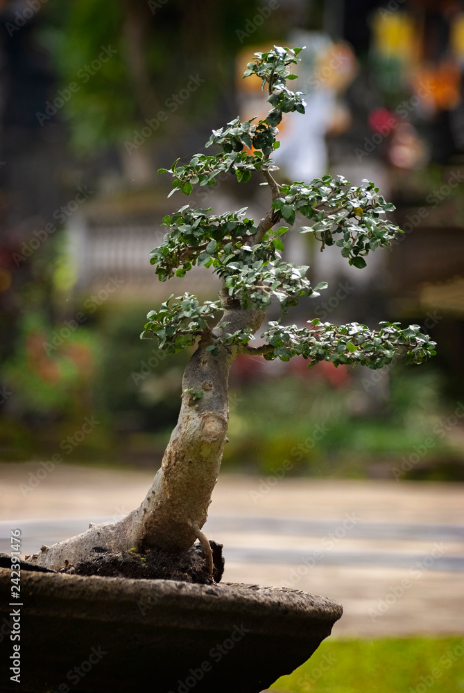 Bonsai Tree in a Garden in Bali Indonesia. Bonsai is an Asian art form ...