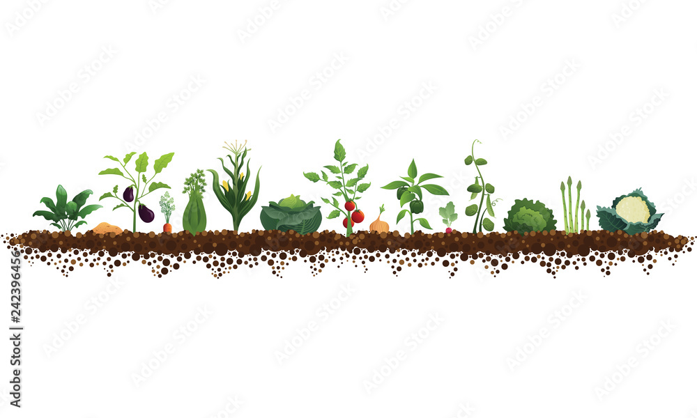 Poster Large Vegetable Garden Illustration – Wall Art | UkPosters