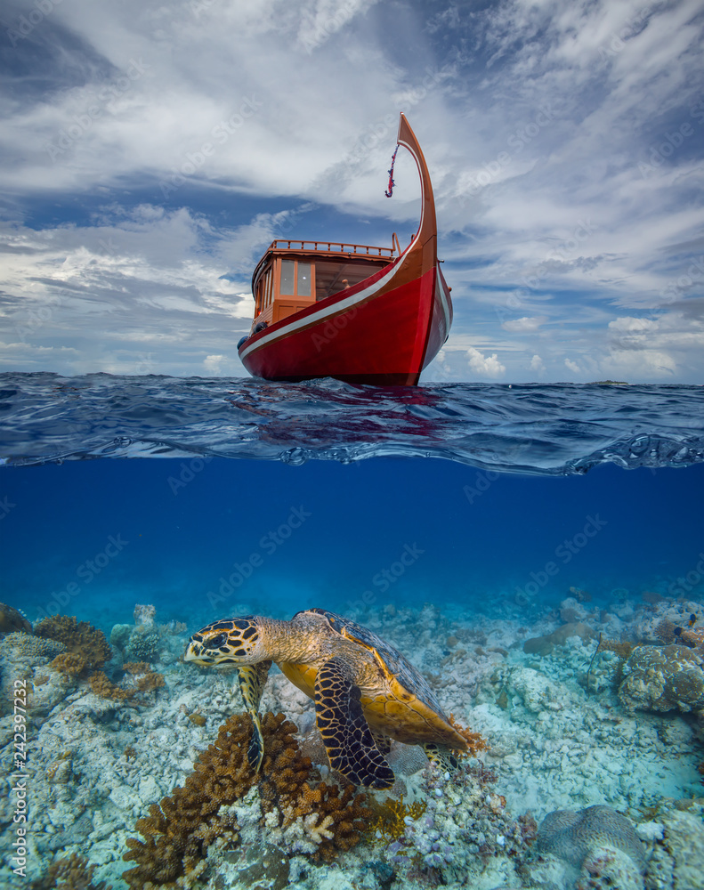 Maldivian exotic diving boat and sea turtle underneath in water ...