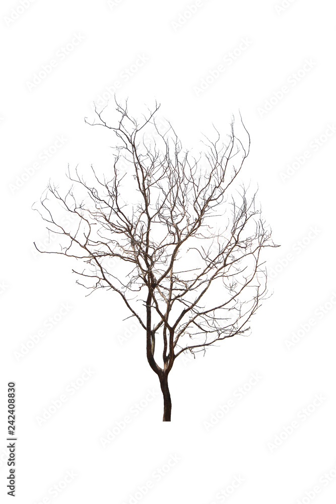 Dry tree on a white background Pictures of isolated trees Stock Photo ...
