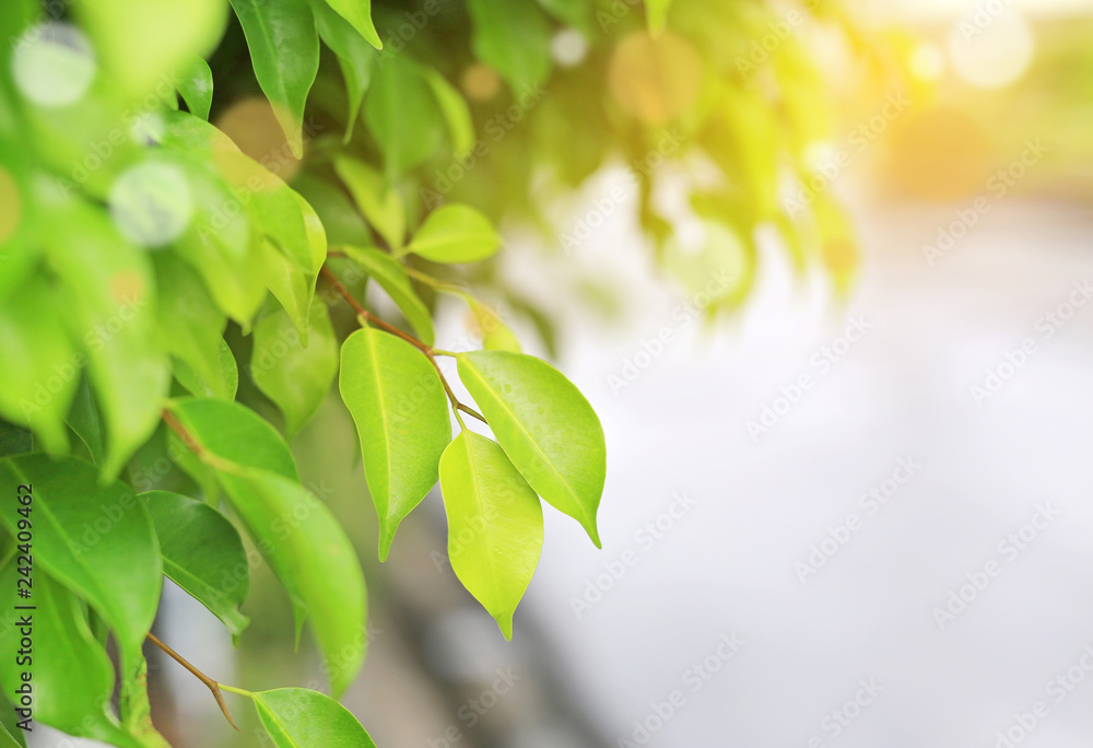 Nature Wallpaper Green Tree