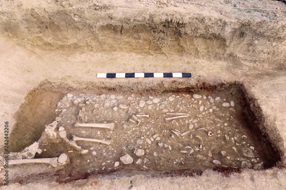 Archaeological excavations. Human remains (bones of skeleton) in the ...