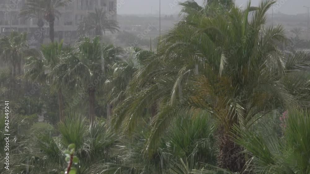 Vidéo Stock Tropical wind and rain drops falling on the green palm tree ...