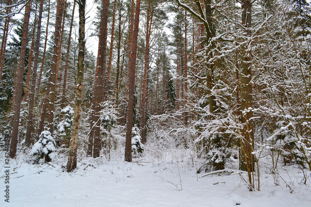 Russian Winter Forest