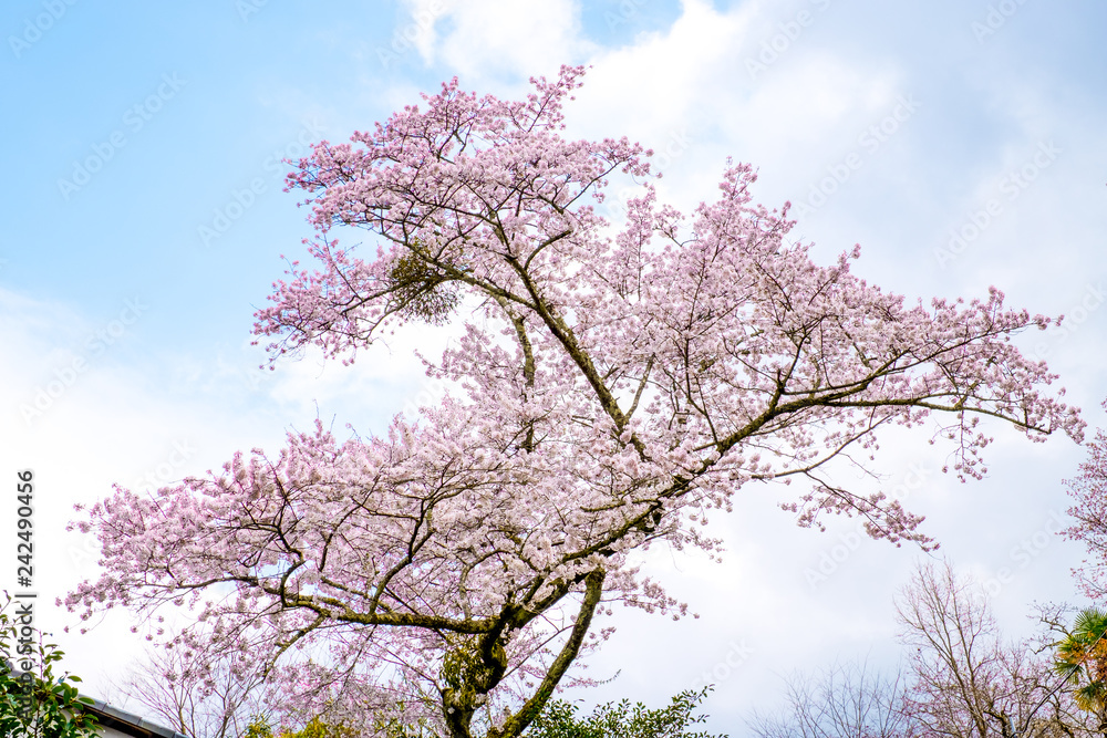 sakura cherry blossoms tree ,the branch turn to pink color, Sakura tree ...
