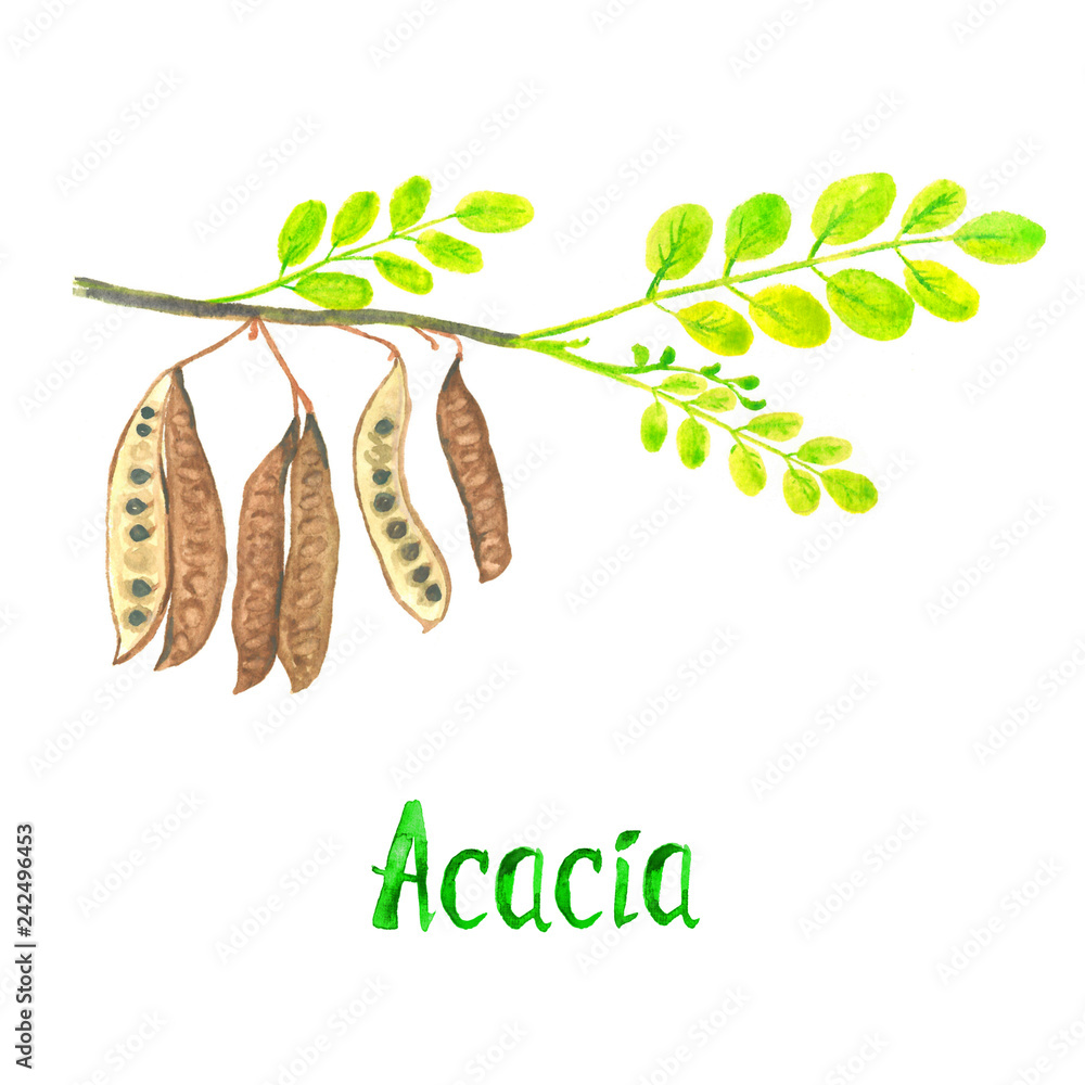 Acacia branch with green leaves and open pods with seeds, hand painted ...