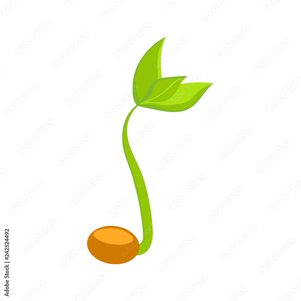 Growing Seed Drawing