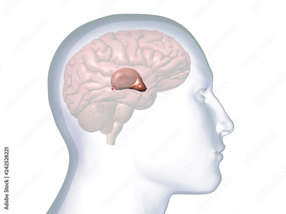 Profile of Man with Hypothalamus Highlighted in Brain Stock Photo ...