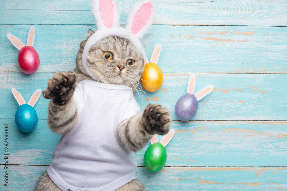 Cute Easter Cats