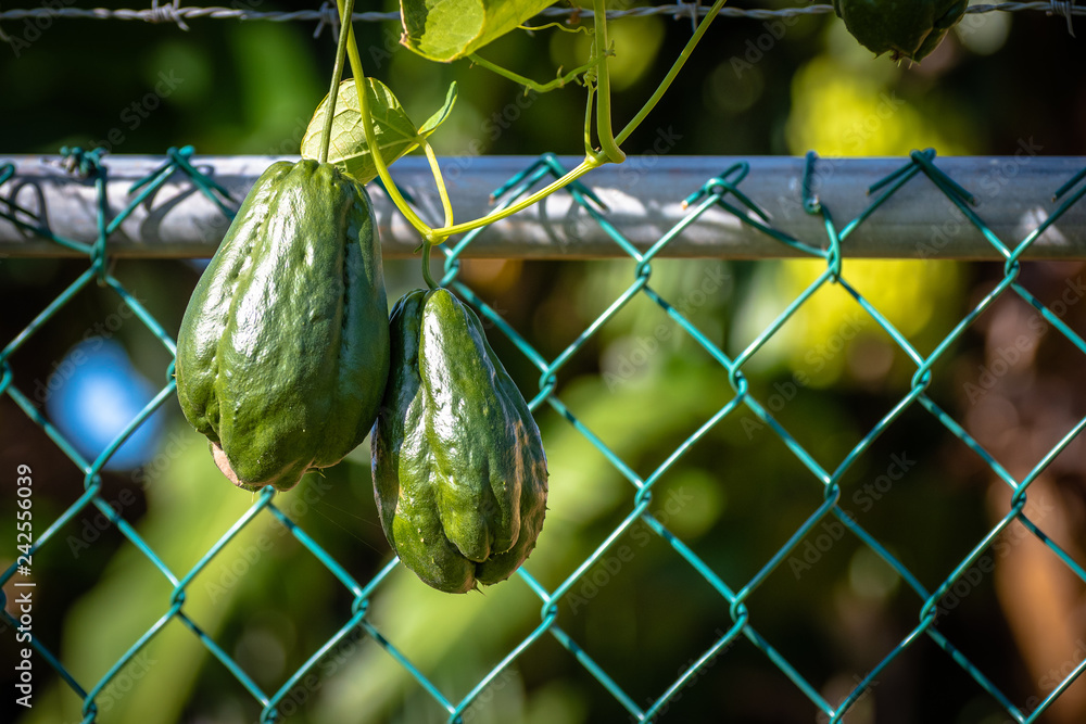 Chayote (Mirliton Squash) a pear shaped vegetable known in Jamaica as ...