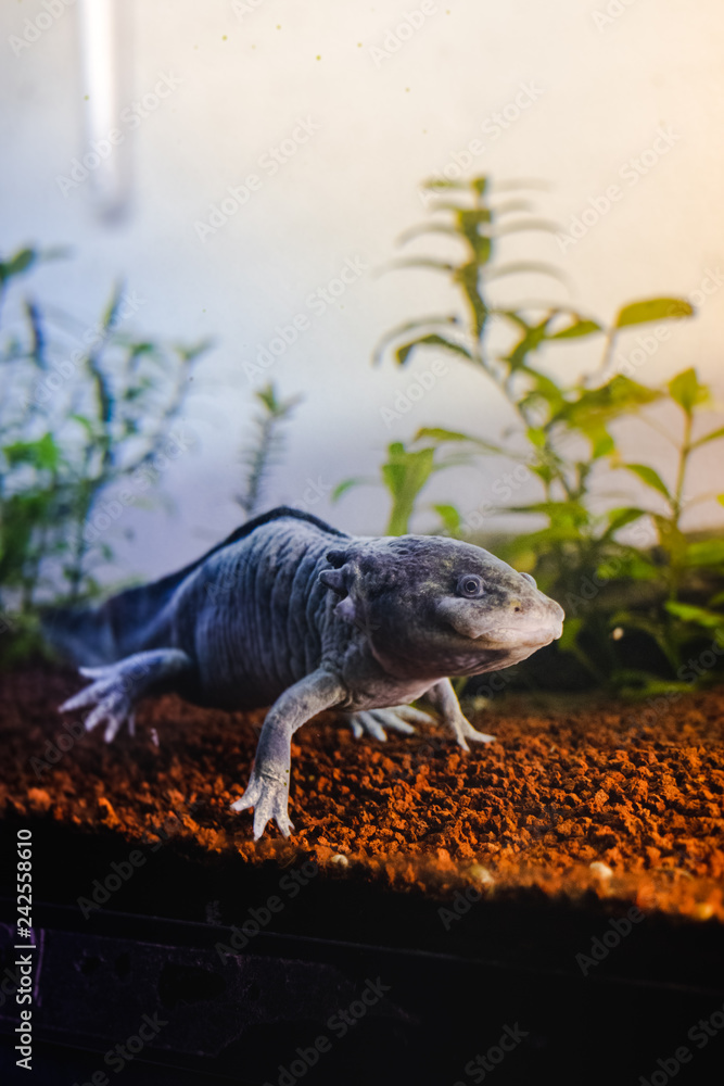 Ajolote Stock Photo | Adobe Stock