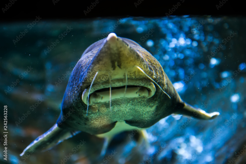 Beluga sturgeon (Huso huso). Wildlife animal. Stock Photo | Adobe Stock