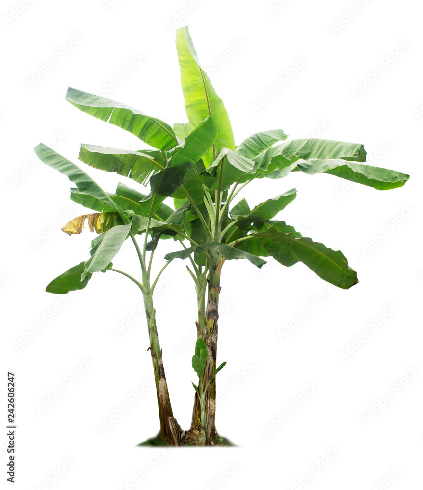 Banana tree isolated on a white background with clipping paths. Stock ...
