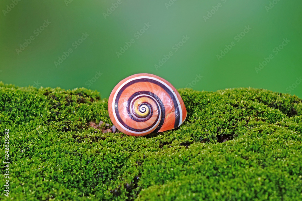Snails : Polymita picta or Cuban snails one of most colorful and ...