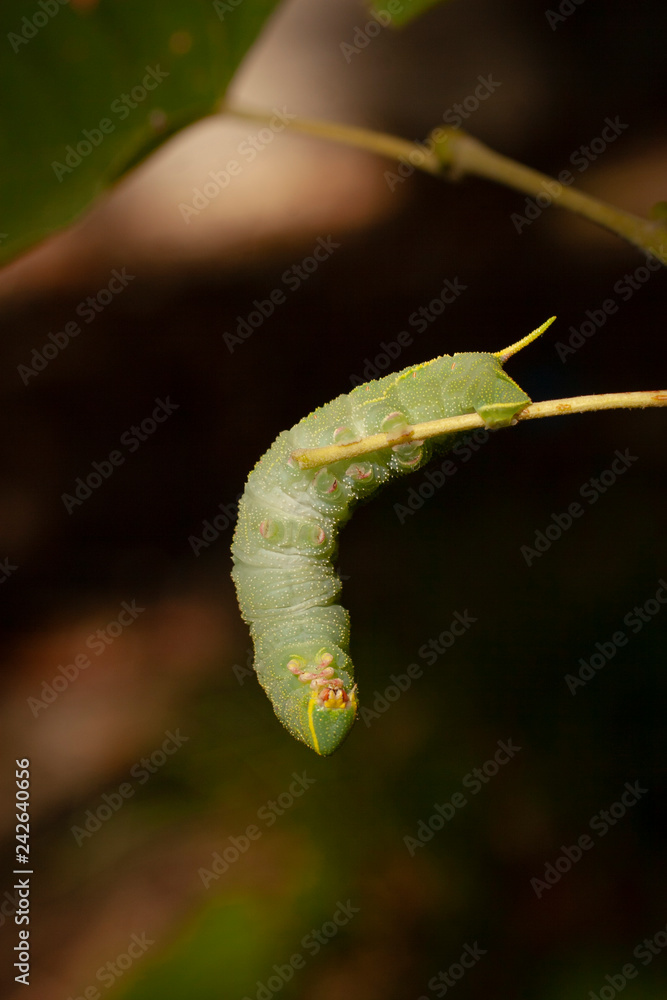 Sphingidae Pupae