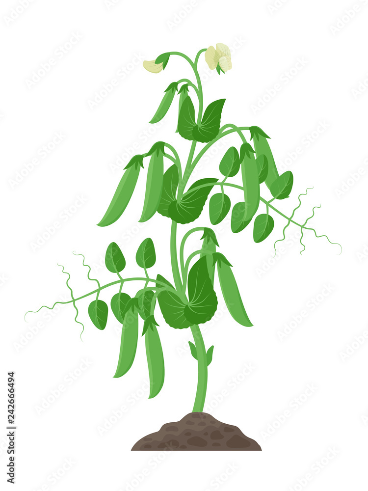 Pea plant with ripe pea pods and flowers growing in the ground vector ...