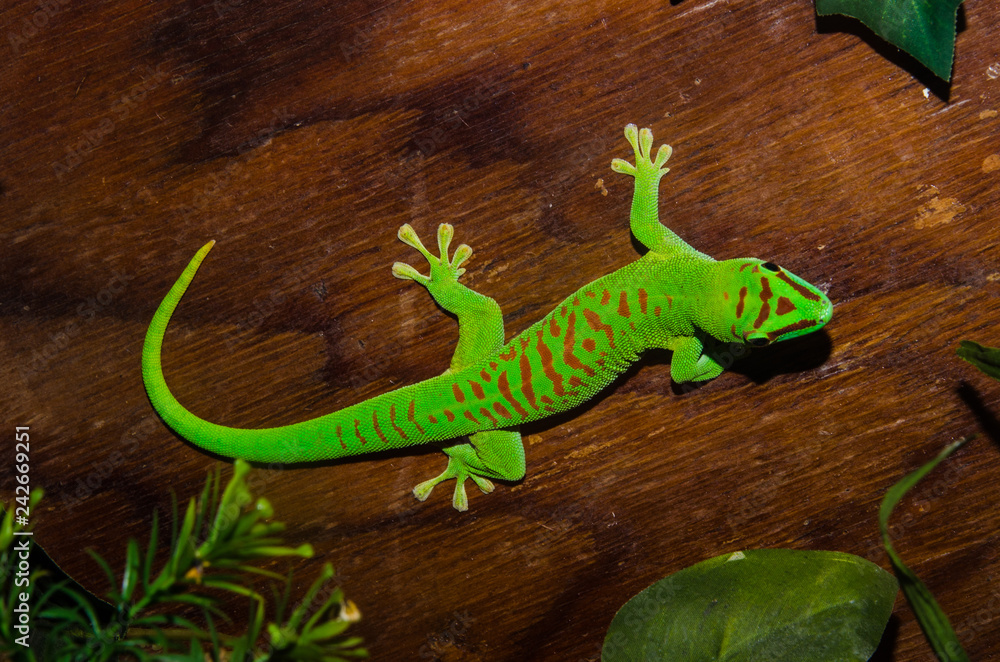 Geco Stock Photo | Adobe Stock