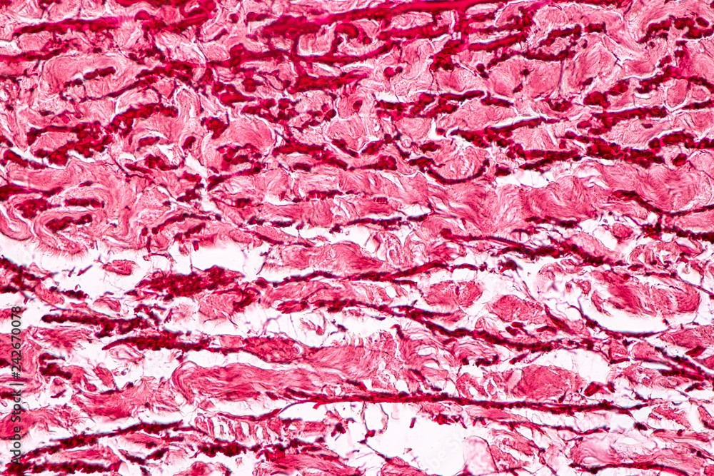 Tissue of Arteries and Veins under the microscopic, Physiology of the ...