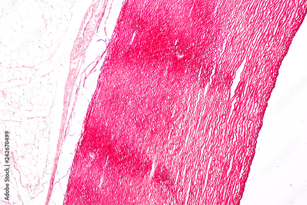 Tissue of Arteries and Veins under the microscopic, Physiology of the ...