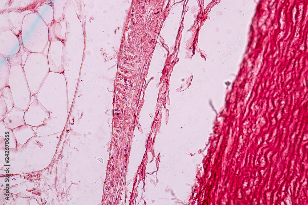 tissue-of-arteries-and-veins-under-the-microscopic-physiology-of-the