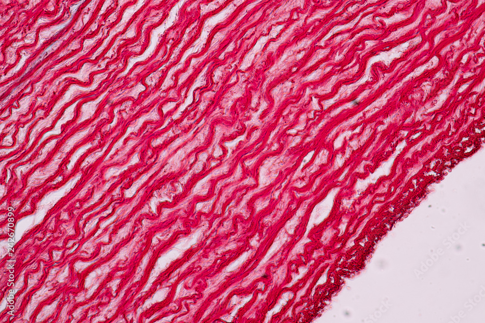 Tissue of Arteries and Veins under the microscopic, Physiology of the ...