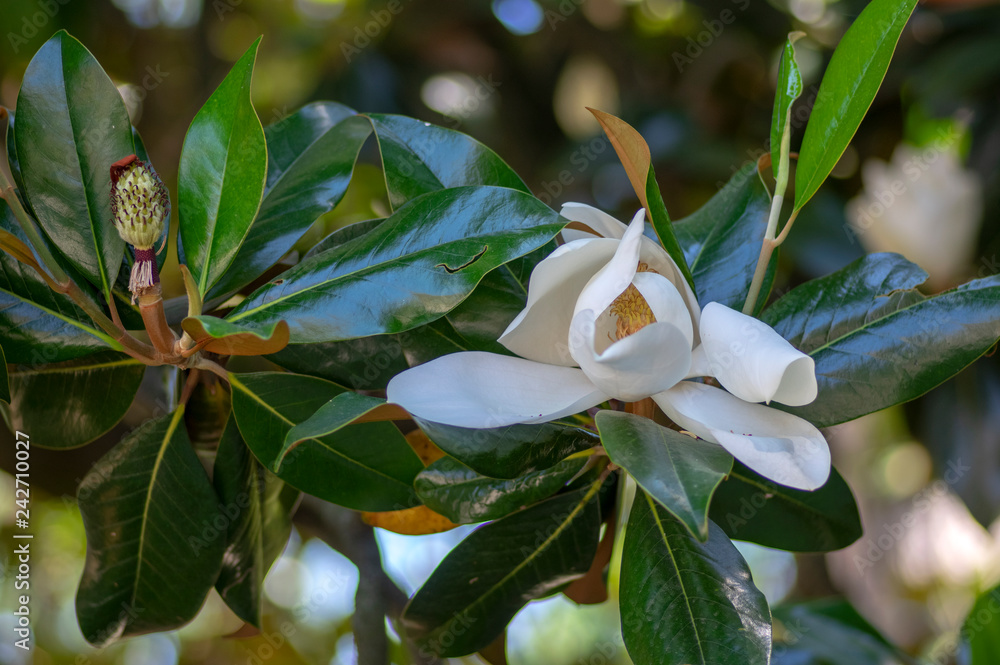 Magnolia grandiflora white flowering ornamental beautiful tree in bloom ...