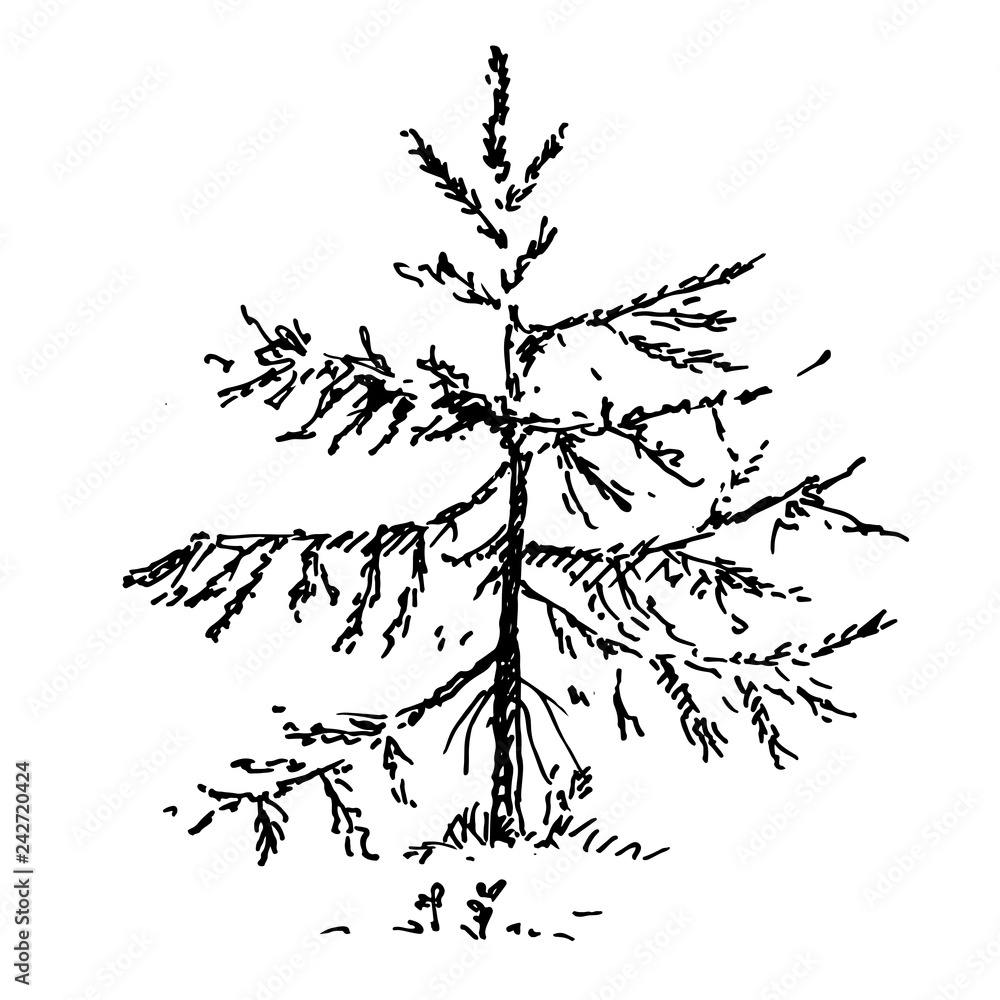 Hand drawn spruce tree. Sketch, vector illustration. Stock Vector ...