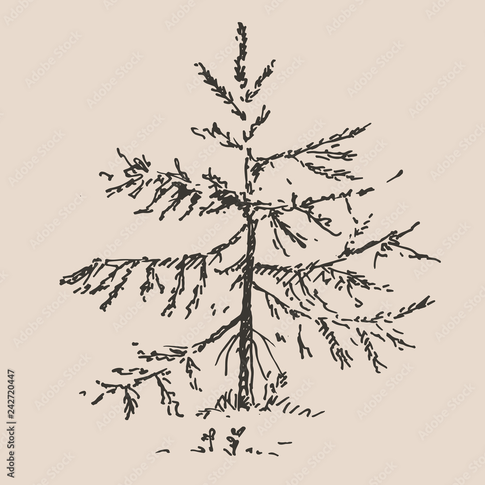 Hand drawn spruce tree. Sketch, vector illustration. Stock Vector ...