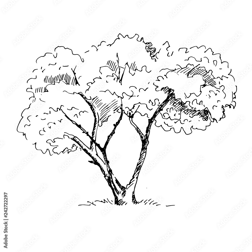 Hand drawn tree. Vector illustration. Stock Vector | Adobe Stock