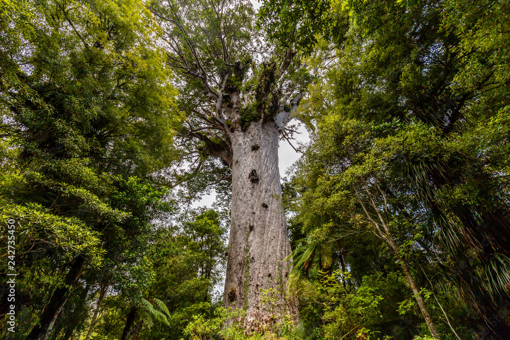 Tane Mahuta, the lord of the forest: the largest Kauri tree in Waipoua ...