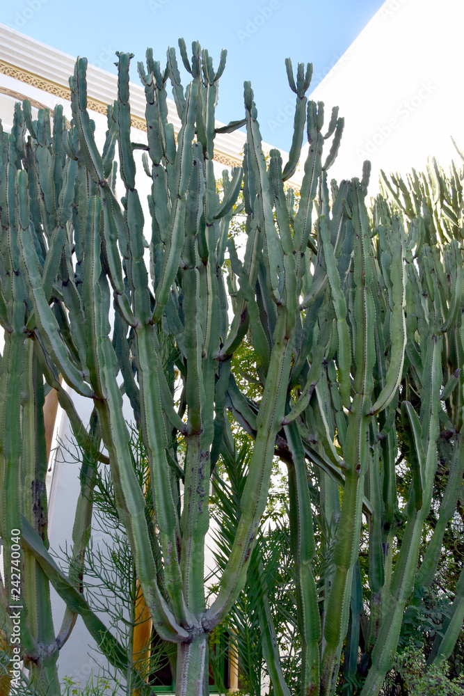 Euphorbia candelabrum (candelabra tree) Stock Photo | Adobe Stock