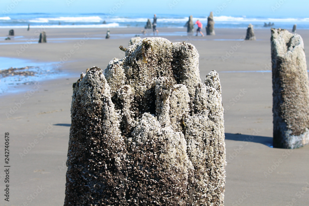 Barnacles on a stump sticking out of the sand on the coast Stock Photo ...