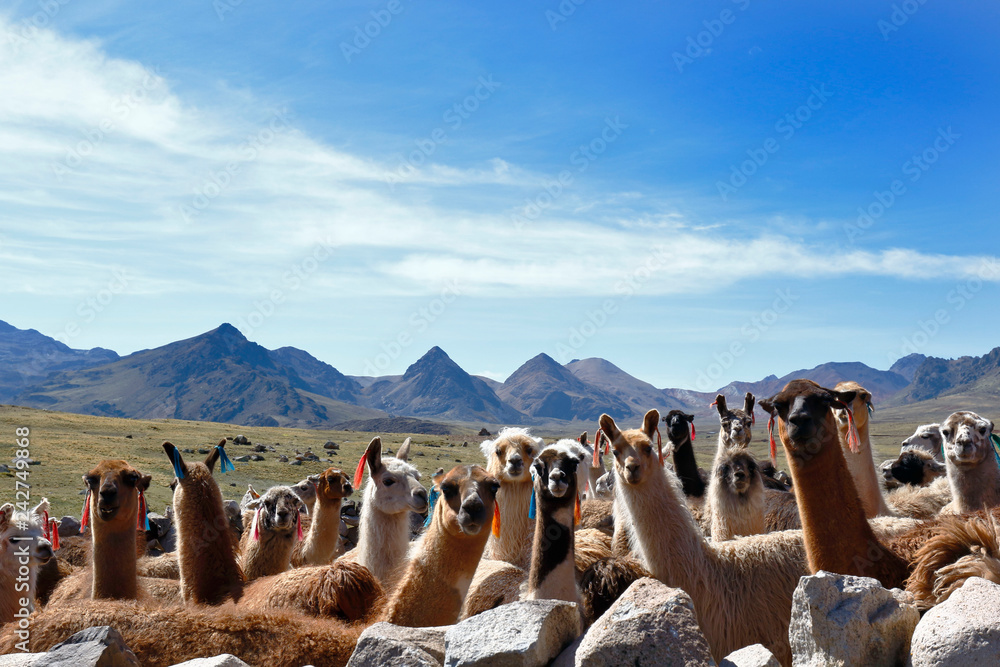 Group of llamas (Lama glama) grouped in a pen before leaving to graze ...