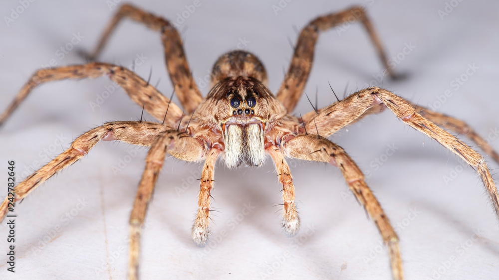 Wolf Spider Stock Photo | Adobe Stock