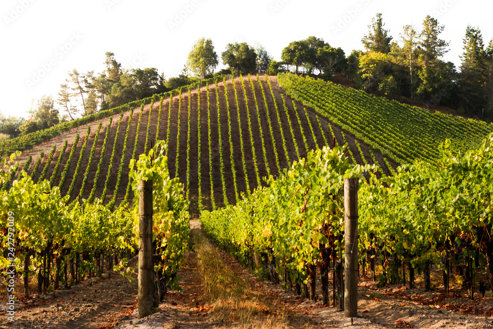 Vineyard Geometry 101 - Vineyard rows are a study of lines, angles, and ...