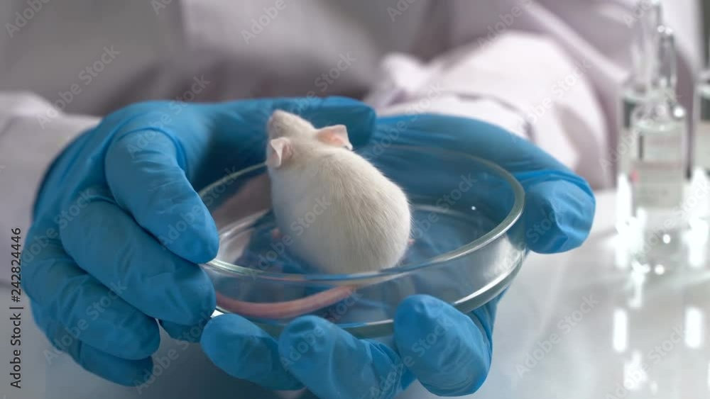 Medical Research Scientist Holds Laboratory Mouse. She Works in a ...
