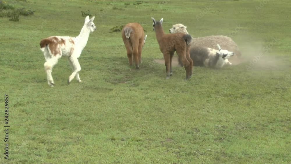 An alpaca (Vicugna pacos) is a domesticated species of South American ...