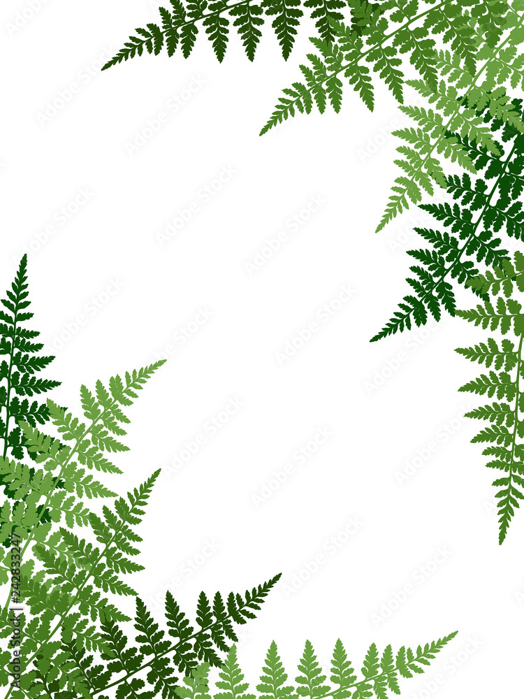 Fern frond tropical leaves frame vector illustration. Bush plant leaves ...