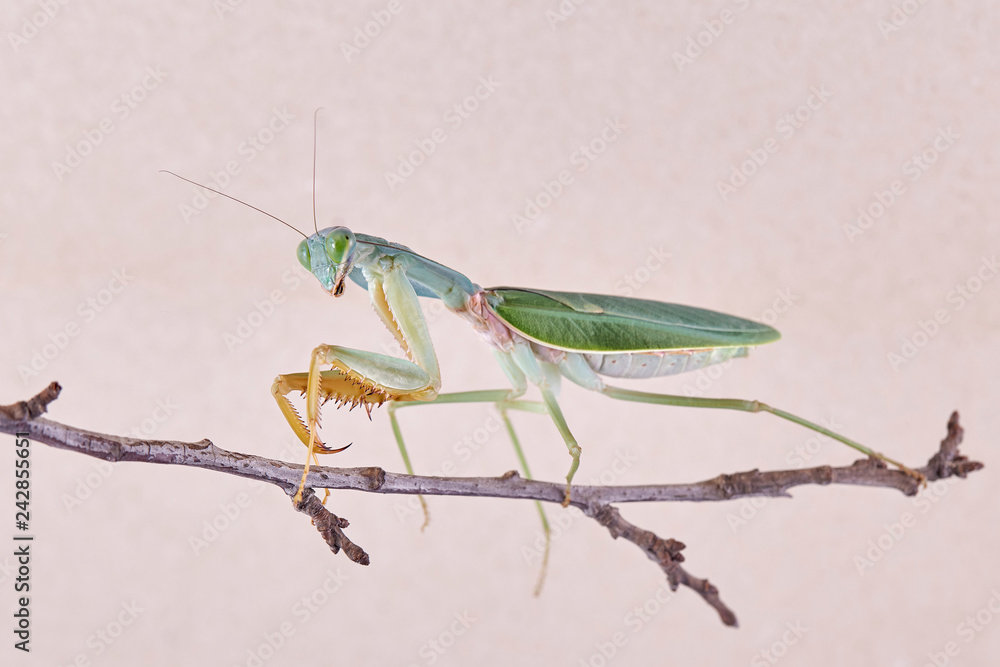 Giant Malaysian shield praying mantis Rhombodera Basalis resting on a ...
