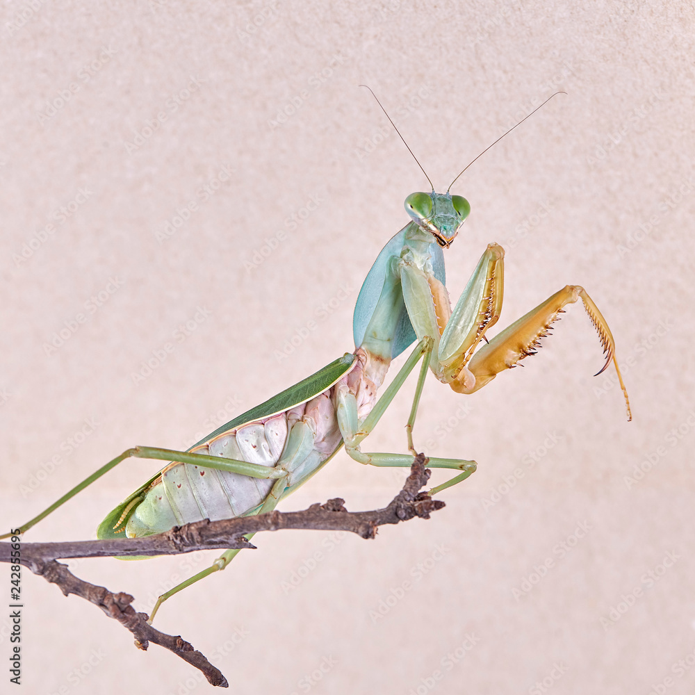 Giant Malaysian shield praying mantis Rhombodera Basalis resting on a ...