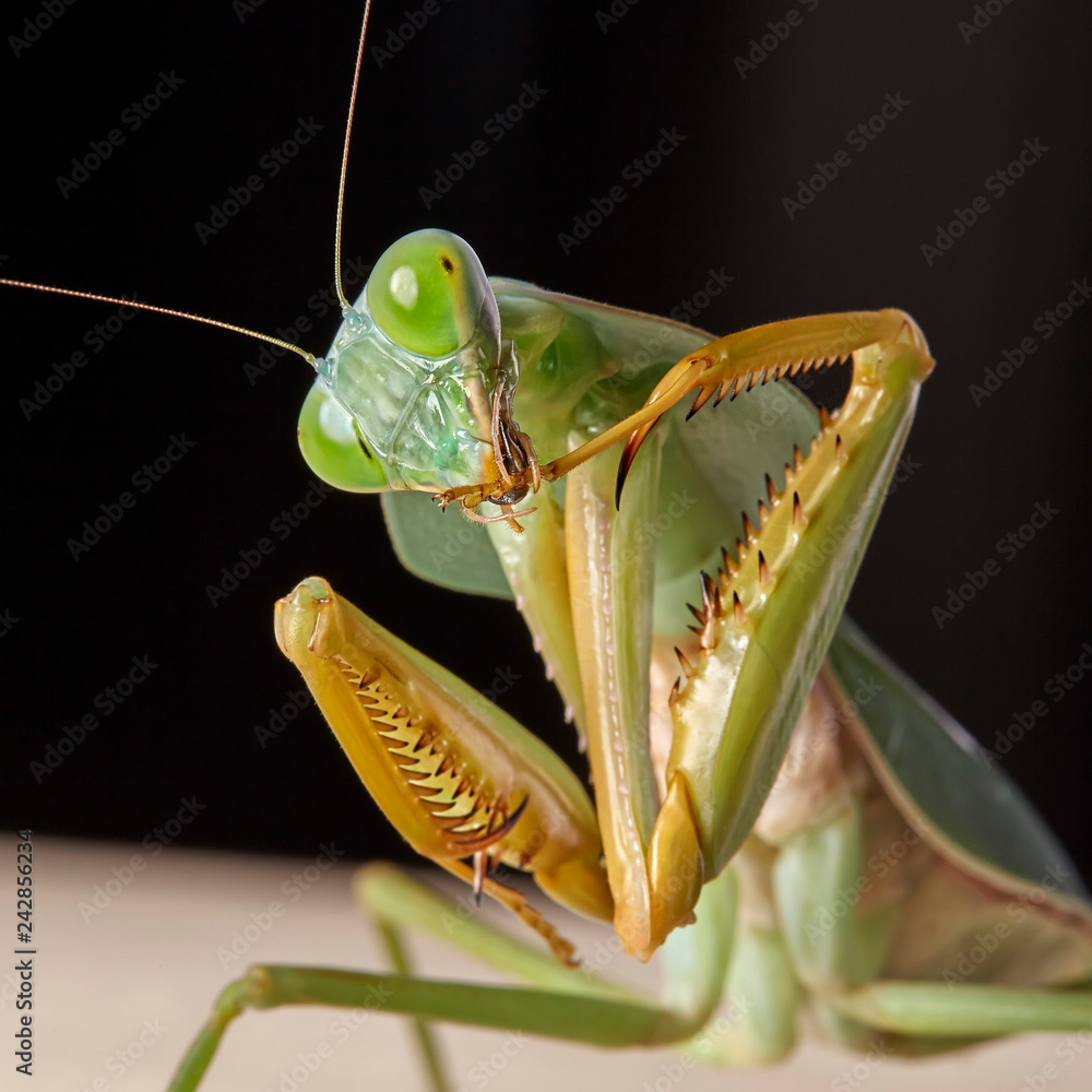 Foto de Giant Malaysian shield praying mantis Rhombodera Basalis ...