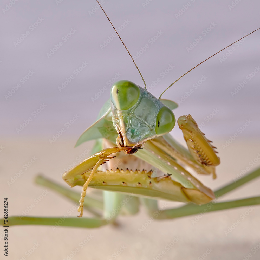 Giant Malaysian shield praying mantis Rhombodera Basalis resting on a ...