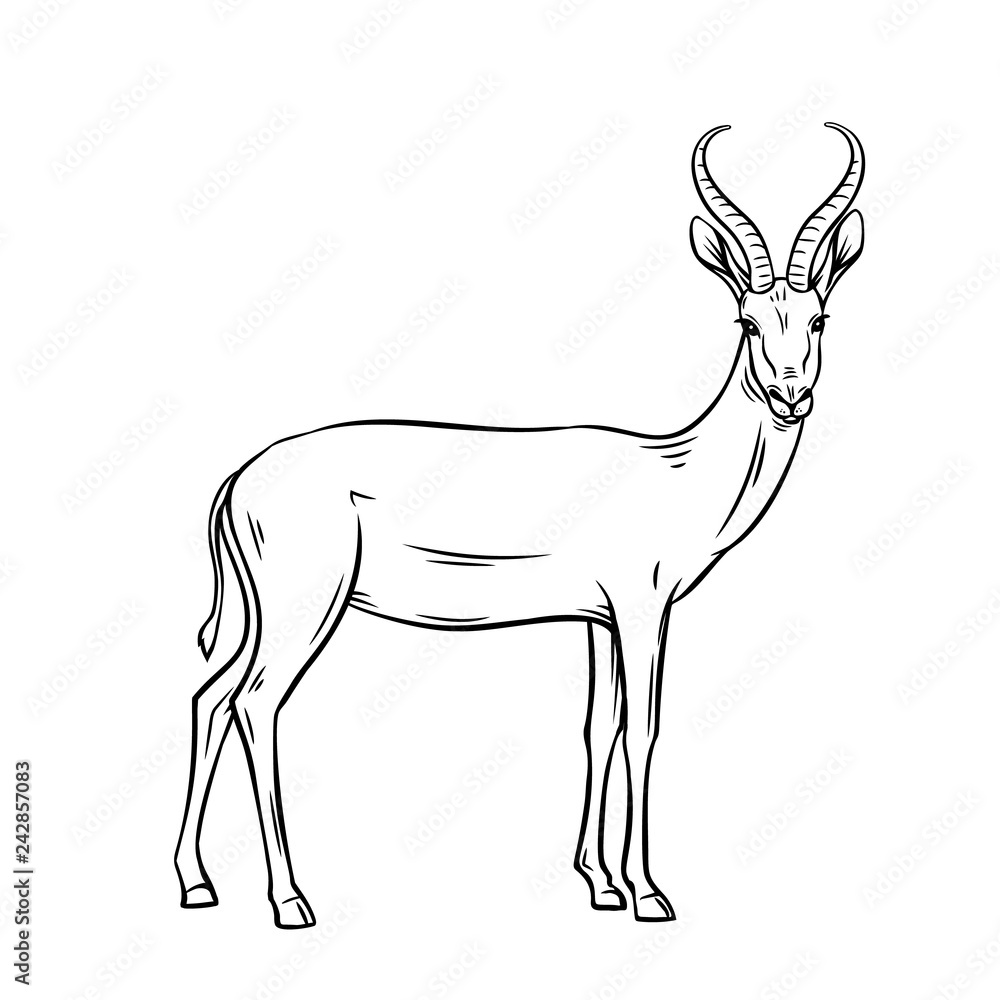 Antelope outline Stock Vector | Adobe Stock