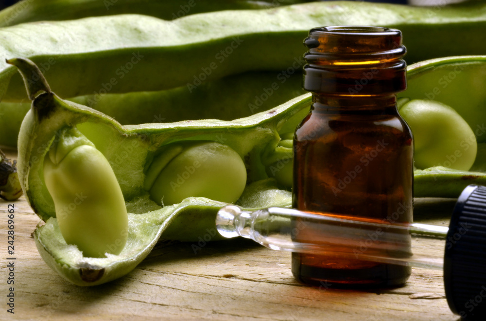 Vicia faba Fava Bob Ackerbohne biljna vrsta Stock Photo | Adobe Stock